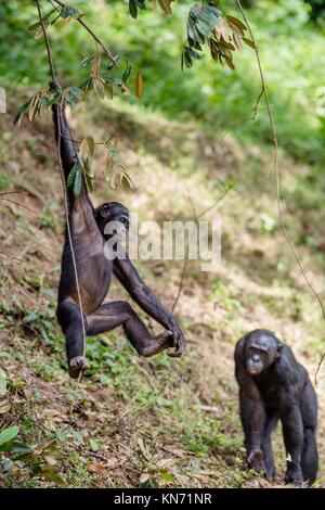 Bonobo (Pan paniscus), juvenile, pygmy chimpanzee Stock Photo - Alamy