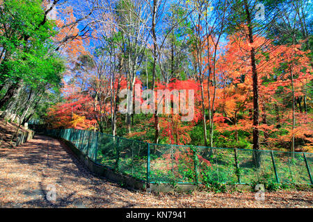 Forest Conservation Area in Sayama Hills in Tokorozawa city Saitama ...