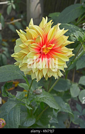 Flowering Dahlia 'Dazzling Magic ' in a garden border Stock Photo - Alamy