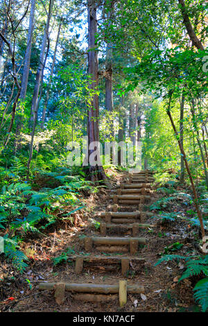 Totoro Forest No.1 in Sayama Hills in Tokorozawa city Saitama Japan ...