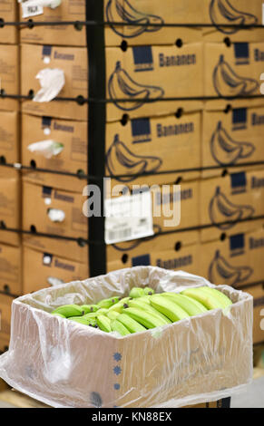 A box of bananas stands in the ripening chamber in the new banana ...
