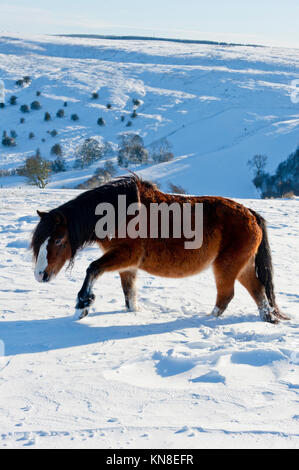 Ponies or horses in falling snow Stock Photo - Alamy