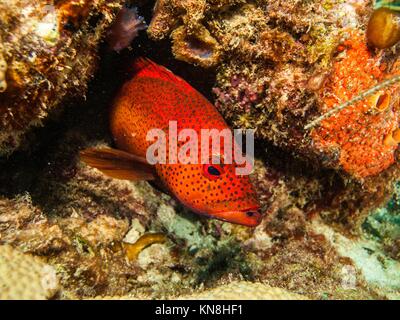 Cephalopholis fulva - coney grouper underwater Caribbean Sea Los Roques ...