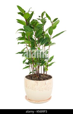 Laurel branch isolated on white background Stock Photo - Alamy