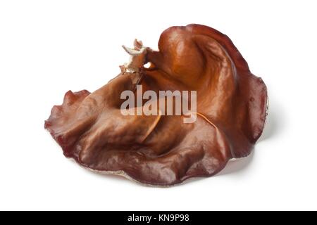 Single fresh raw jews ear mushroom on white background Stock Photo - Alamy