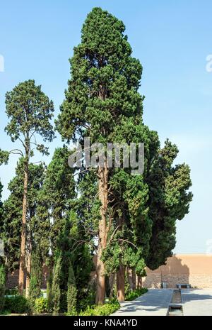 Cypress trees in Historical Fin Garden in Kashan city, Iran Stock Photo ...