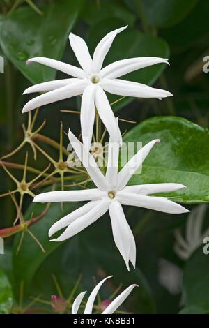 Twisted jasmine (Jasminum tortuosum). Called African jasmine and ...