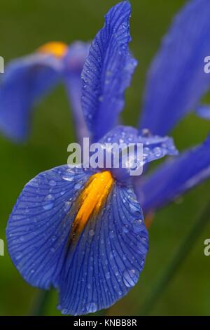 Dutch iris (Iris xiphium). Called Spanish iris also. Another scientific ...