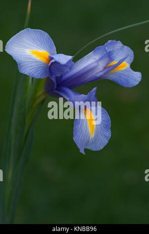 Dutch iris (Iris xiphium). Called Spanish iris also. Another scientific ...