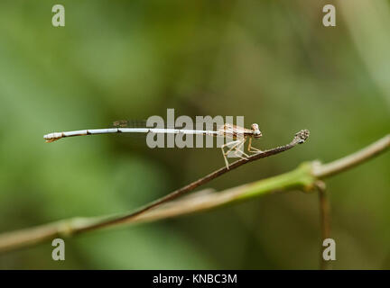 bugs, spiders, fly, dragon fly from our home surroundings in natural ...