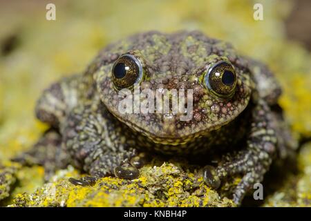 Vietnamese Moss Frog (Theloderma corticale) Captive. Native to Vietnam ...