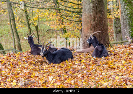 goats in autumn ambiance Stock Photo - Alamy
