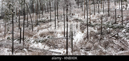 Deforestation environmental damage. Fir forest destroyed by human Stock ...