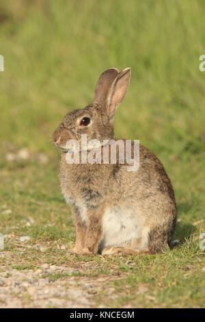 European rabbit / common rabbit (Oryctolagus cuniculus) running fast in ...