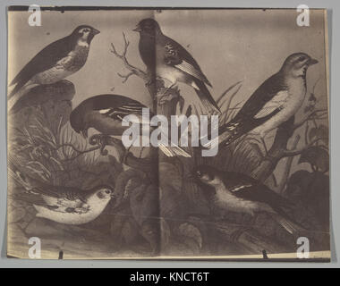 This spread from an ornithological book features detailed illustrations ...