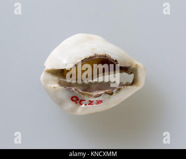 This cowrie shell represents ancient currency and adornment, used ...