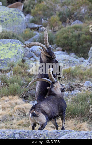 Male Spanish Ibex fighting during the rut in the Gredos Mountains Spain ...