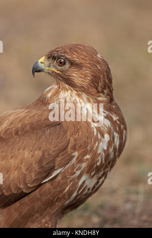 Common buzzard Buteo buteo Stock Photo - Alamy