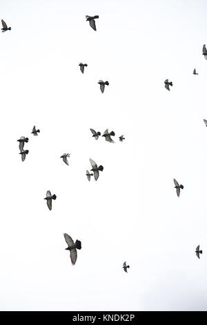 A flock of pigeons flies across the sky. Birds fly against the s Stock ...