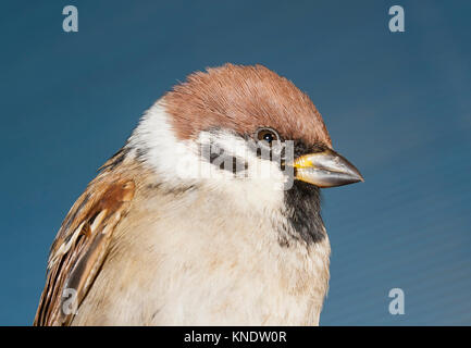 brown sparrow extreme closeup on blue background Stock Photo - Alamy