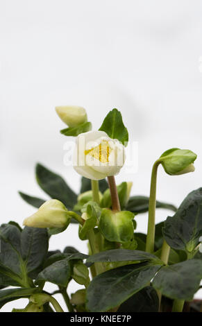 Snow Roses Helleborus niger Hellebore Christmas rose Schneerose in ...