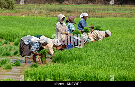 Indian farmers working in their agriculture feild, early morning in ...
