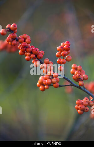 Ilex verticillata 'Winter Gold' Stock Photo - Alamy