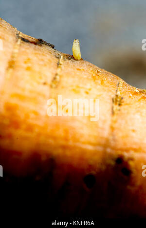 Close-up of the damaging carrot fly larvae (maggot) Chamaepsila rosae ...