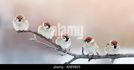 funny and funny little birds sparrows sitting on a branch in a winter ...