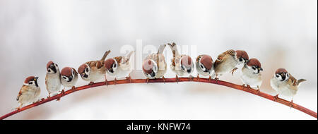 funny and funny little birds sparrows sitting on a branch in a winter ...