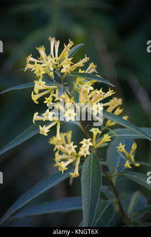 Cestrum parqui willow-leaved jessamine – dark green willow-like leaves ...