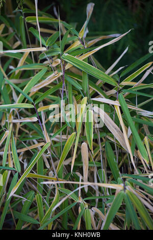 Bamboo, Kamuro-zasa, Pleioblastus viridistriatus, Poaceae. Japan, Asia ...