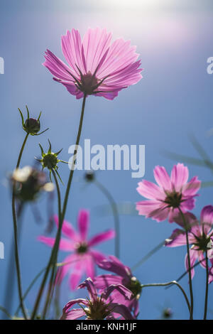 Pink Cosmos on a clear day Stock Photo - Alamy