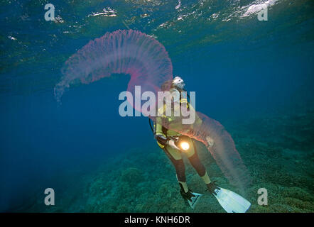 Fire salp, fire roller, free-floating colonial tunicates (Pyrosoma ...