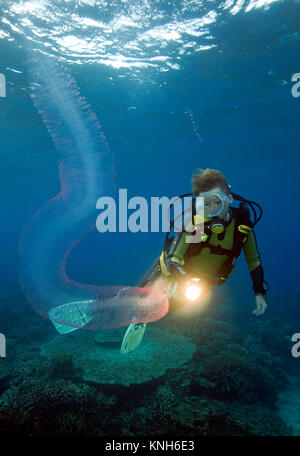 Fire salp, fire roller, free-floating colonial tunicates (Pyrosoma ...