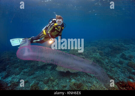 Fire salp, fire roller, free-floating colonial tunicates (Pyrosoma ...