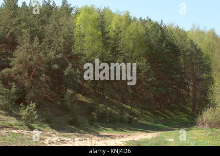 margin of a mixed forest. Trees growing on a steep slope Stock Photo ...