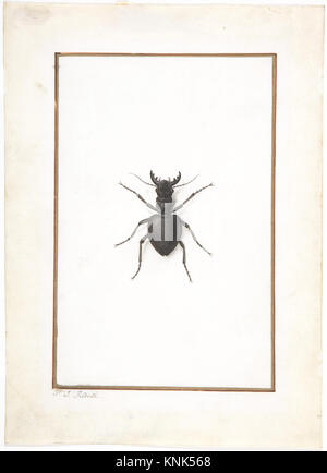 Illustration of a stag beetle by Pierre Joseph Redouté, showing anatomy ...