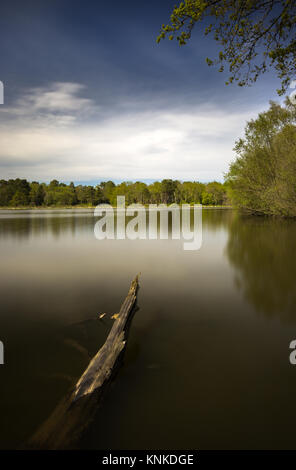 Stover Park, Newton Abbot, Devon, UK. 28th Mar, 2025. Swan taking ...