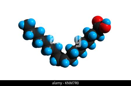 Oleic acid omega-9 fatty acid, molecular model. Oleic acid is the main ...