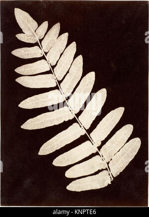 This botanical specimen depicts a fern, captured using the albumen ...