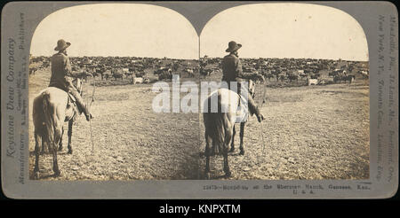 A set of 11 stereograph images depicting cowboys. The photographs ...
