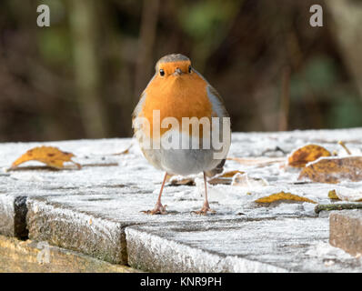Robin redbreast a lovely red winter bird Stock Photo - Alamy