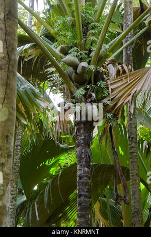 Sea coconuts on Lodoicea maldivica palm tree. Endemic species of ...