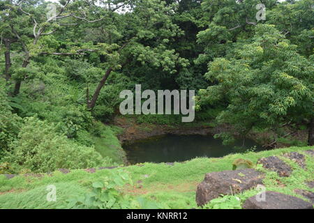Big trees like in forests. Very old thick forest trees. Forest ...
