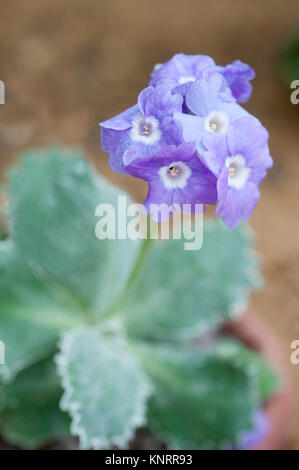 Silver-edged primrose, Primula marginata in flower high in the Maritime ...
