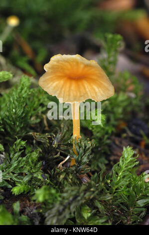 Orange Mosscap Fungus, Rickenella fibula, Repetobasidiaceae. Syn Stock ...