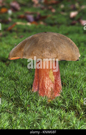 Scarletina bolete (Boletus luridiformis) toadstool, New Forest National ...