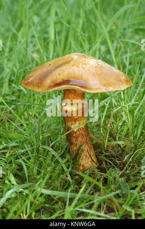 Larch Bolete mushrooms, or Suillus grevillei, delicious edible ...