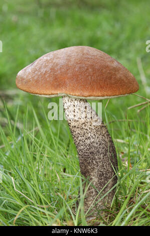 orange birch bolete fungus (Leccinum versipelle) growing amongst common ...